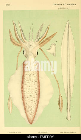 The 'Natural History of Victoria' offers an exploration of the flora ...