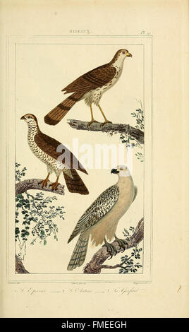 This plate from the 'Oeuvres Completes de Buffon' illustrates the work ...