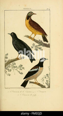 Plate 4 from Buffon’s 'Oeuvres Complètes' presents a detailed ...