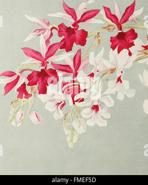 'Orchids- Their Culture and Management' (1903) offers detailed guidance ...