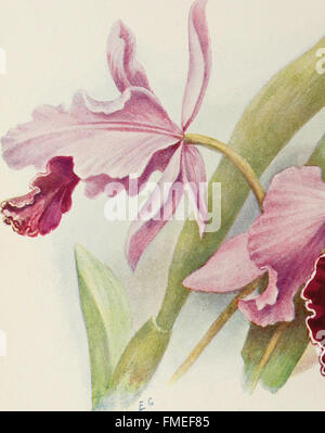 'Orchids - Their Culture and Management' (1903) provides an in-depth ...