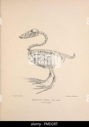 'Osteologia Avium' explores the skeletal structure and anatomy of birds ...