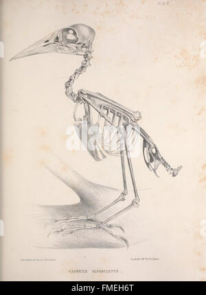 Plate 10 from 'Osteologia avium' provides detailed illustrations of the ...