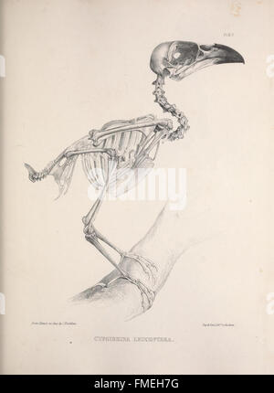 Plate 13 from 'Osteologia avium' illustrates the skeletal structure of ...