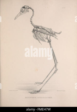 'Osteologia Avium' is a detailed study of bird skeletal structures ...