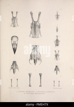 *Osteologia Avium*, or *A Sketch of the Osteology of Birds* (PL. 23 ...