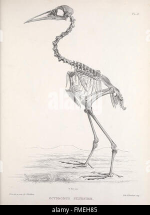Plate 9 from 'Osteologia Avium' presents detailed skeletal diagrams of ...