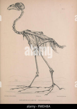 Plate 6 from 'Osteologia Avium' illustrates the skeletal structures of ...
