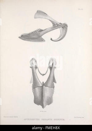 *Osteologia Avium*, or *A Sketch of the Osteology of Birds* (PL. 23 ...