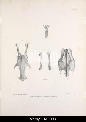 *Osteologia Avium*, or *A Sketch of the Osteology of Birds* (PL. 23 ...