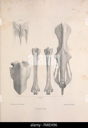 Plate 6 from 'Osteologia Avium' illustrates the skeletal structures of ...