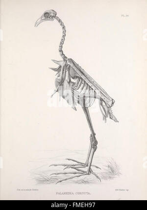 Plate 9 from 'Osteologia Avium' presents detailed skeletal diagrams of ...