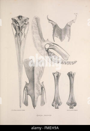 *Osteologia Avium*, or *A Sketch of the Osteology of Birds* (PL. 23 ...
