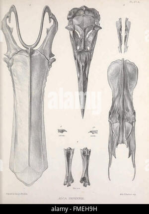 Plate 8 from 'Osteologia avium' presents detailed anatomical drawings ...