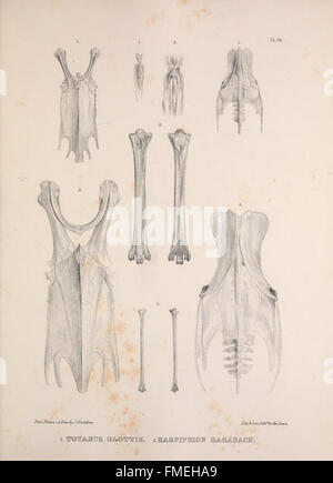*Osteologia Avium*, or *A Sketch of the Osteology of Birds* (PL. 23 ...