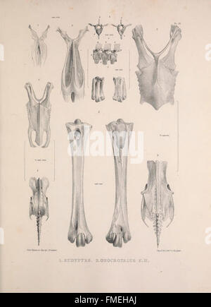 *Osteologia Avium*, or *A Sketch of the Osteology of Birds* (PL. 23 ...