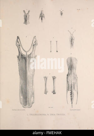*Osteologia Avium*, or *A Sketch of the Osteology of Birds* (PL. 23 ...