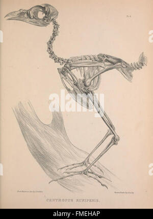Plate 7 from 'Osteologia Avium' offers detailed illustrations of bird ...
