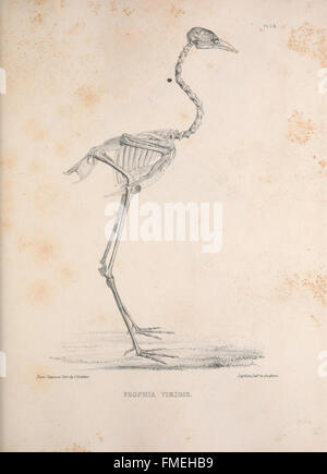 'Osteologia Avium' is a detailed study of bird skeletal anatomy, and ...