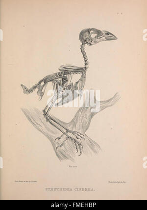 'Osteologia Avium' is a detailed study of bird skeletal anatomy, and ...