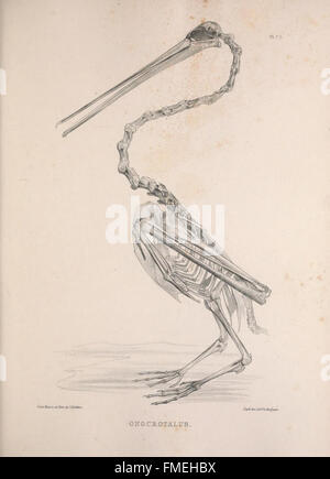 Plate 6 from 'Osteologia Avium' illustrates the skeletal structures of ...