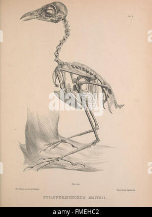 This plate illustrates the skeletal structure of birds, highlighting ...