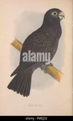 This plate features various species of parrots in captivity ...