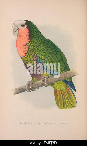 An illustration of various parrot species from the Psittacidae family ...