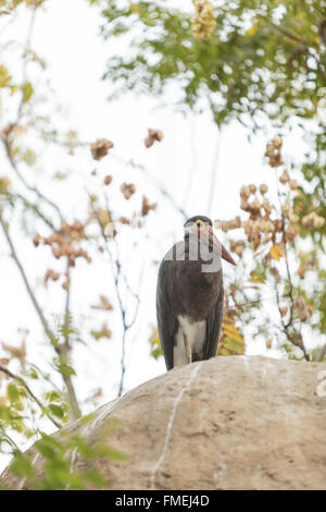 Storm's stork (Ciconia stormi) in grass on a forest clearing, rarest ...