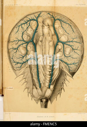 Recherches sur l'anatomie des Limules (T.17, Pl. 12 Stock Photo - Alamy