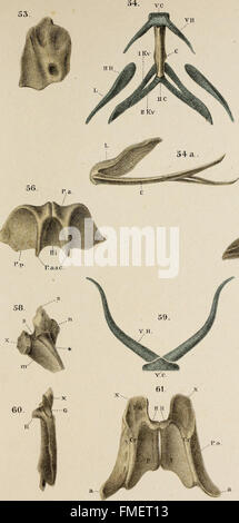 A comparative anatomical study of the salamander species Salamandrina ...
