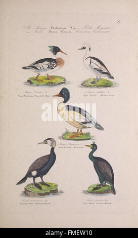 *Skandinaviens Fugle* (Birds of Scandinavia) Plate XXIII provides ...