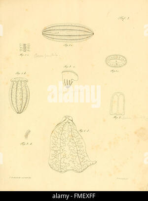 'System der Acalephen' is a work on the classification of jellyfish ...