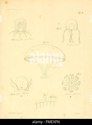 Plate 9 from 'System der Acalephen' depicts various species of Acalephs ...