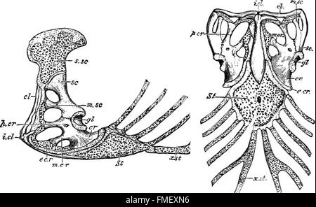 Text book of vertebrate zoology (1899 Stock Photo - Alamy