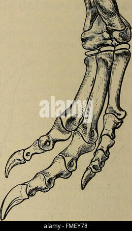 The American journal of science (1899 Stock Photo - Alamy