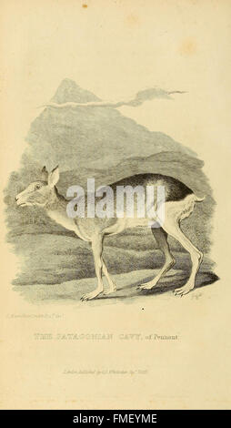 Plate 3 from *The Animal Kingdom* illustrates the organizational ...