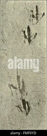 'The Bird, Its Form and Function' (1906) explores the anatomy ...