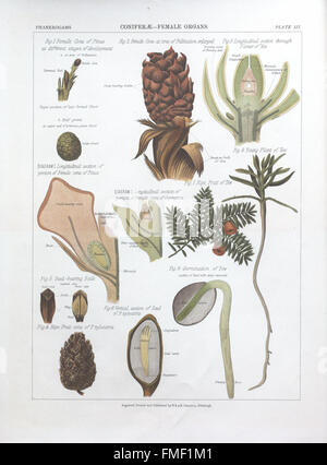 Plate III from 'The Botanical Atlas' offers detailed illustrations of ...