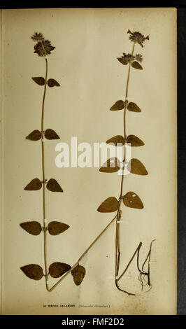 This 1896 botanical work details the flora of Syria, Palestine, and Sinai, covering plant ...