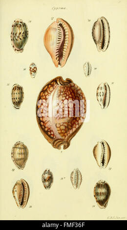 'The Conchological Illustrations' provides colored illustrations of ...