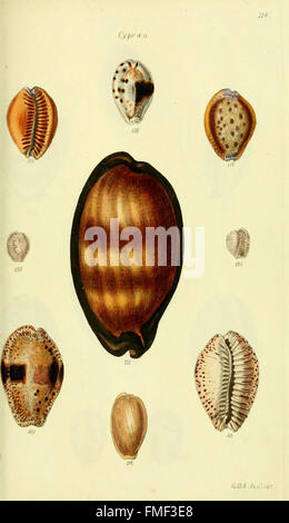 This work on conchology presents the classification of mollusks ...