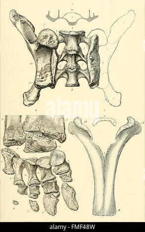 'The Dinosaurs of North America' (1896) presents an overview of ...