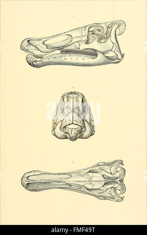 The dinosaurs of North America (1896 Stock Photo - Alamy