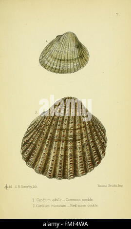 Plate V from 'The Edible Mollusca of Great Britain and Ireland ...