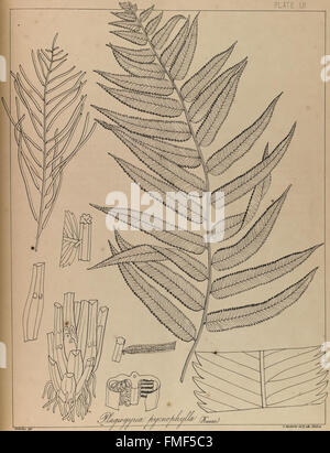 Plate XXX from 'The Ferns of British India' illustrates various fern ...