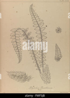 'The Ferns of British India' showcases various fern species found in ...