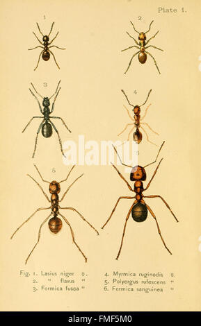 This plate depicts various species of ants, illustrating their ...