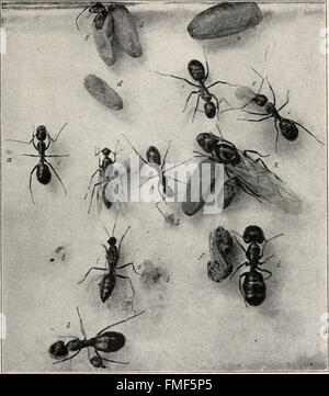 "Ants; their structure, development and behavior" (1910 Stock Photo - Alamy