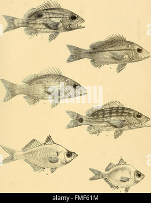 This 1875 work on the fishes of India, Burma, and Ceylon provides a ...